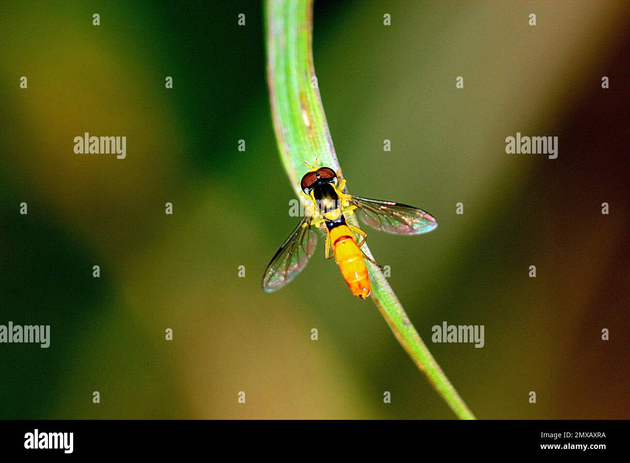 Globetail hoverfly (Sphaerophoria sp Stock Photo - Alamy