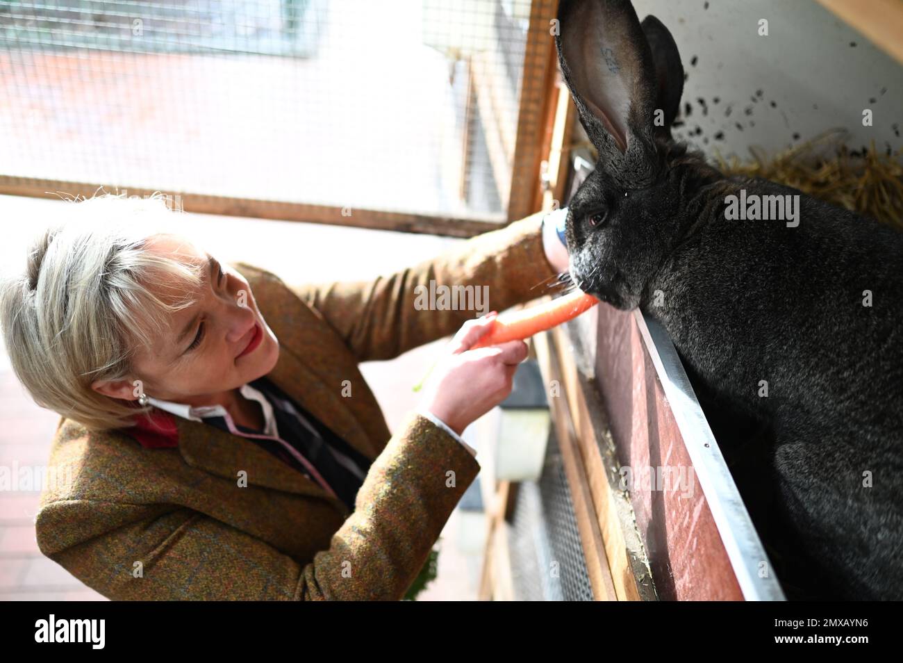 Giant rabbits hi-res stock photography and images - Alamy