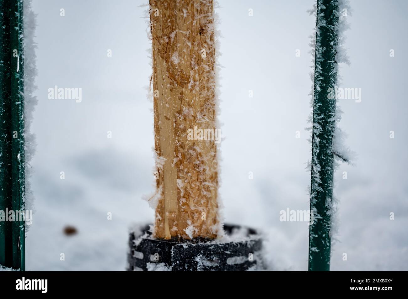 Rabbit damage tree hi-res stock photography and images - Alamy