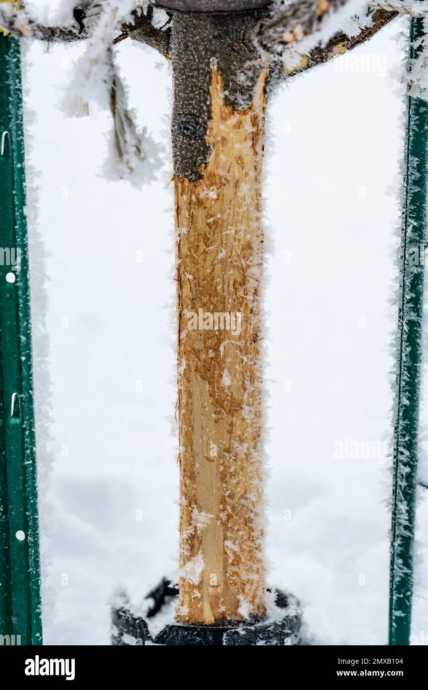 Damaged bark of a small fruit tree stripped by rabbits and small ...
