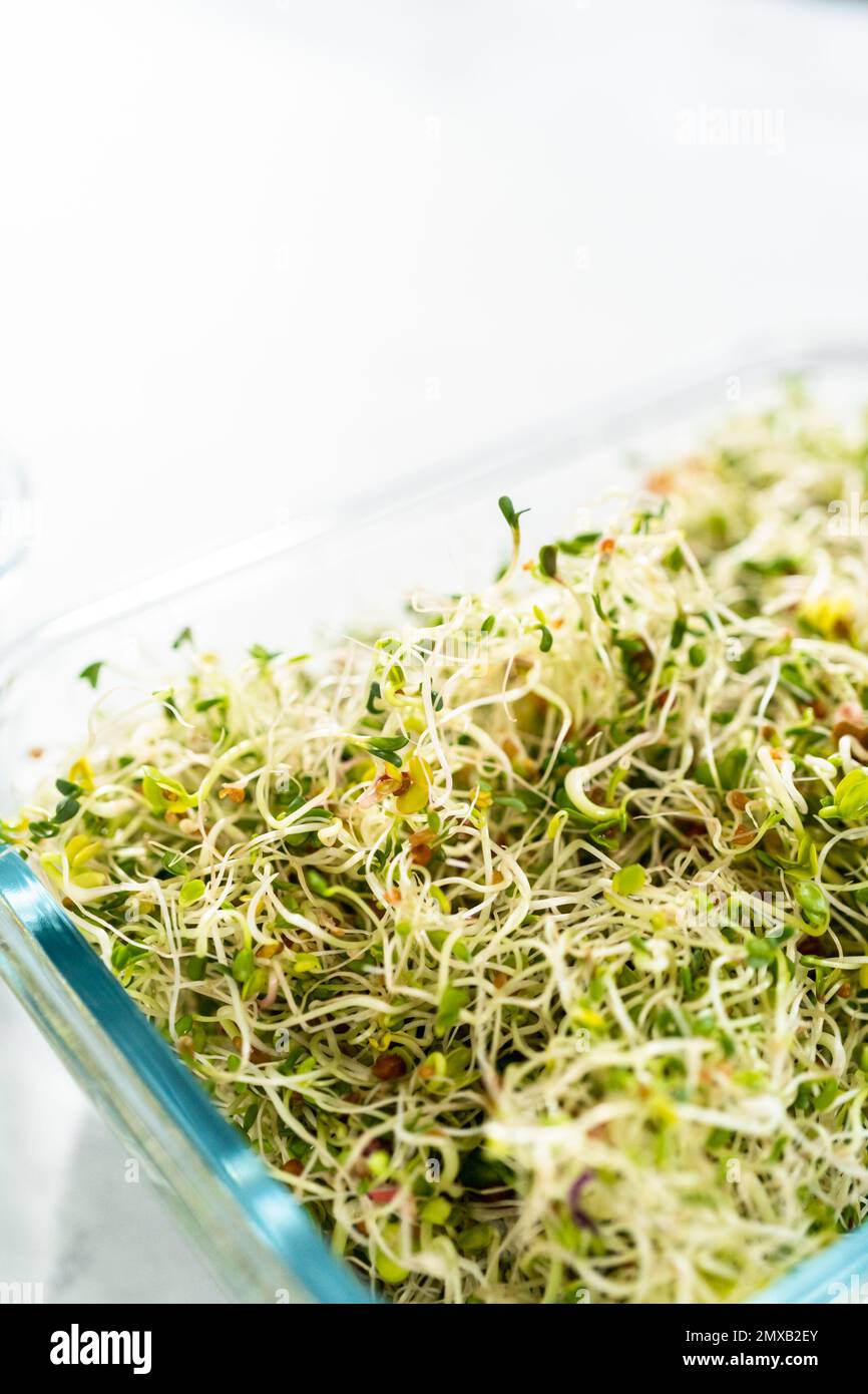 Growing sprouts in a jar Stock Photo - Alamy