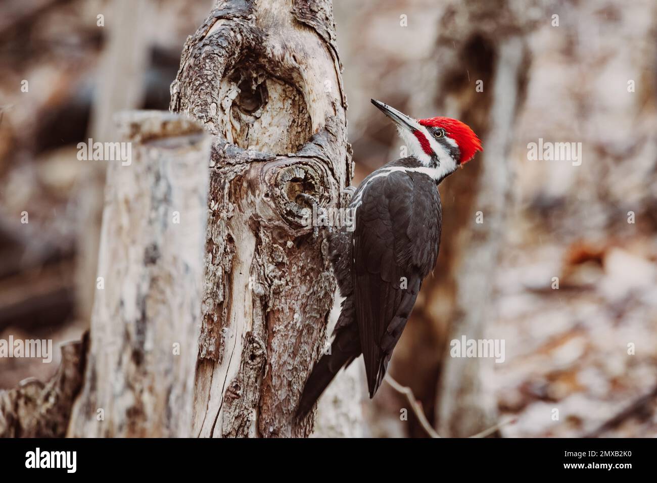 Pileated Male Woodpecker perched on tree trunk pecking for food in ...