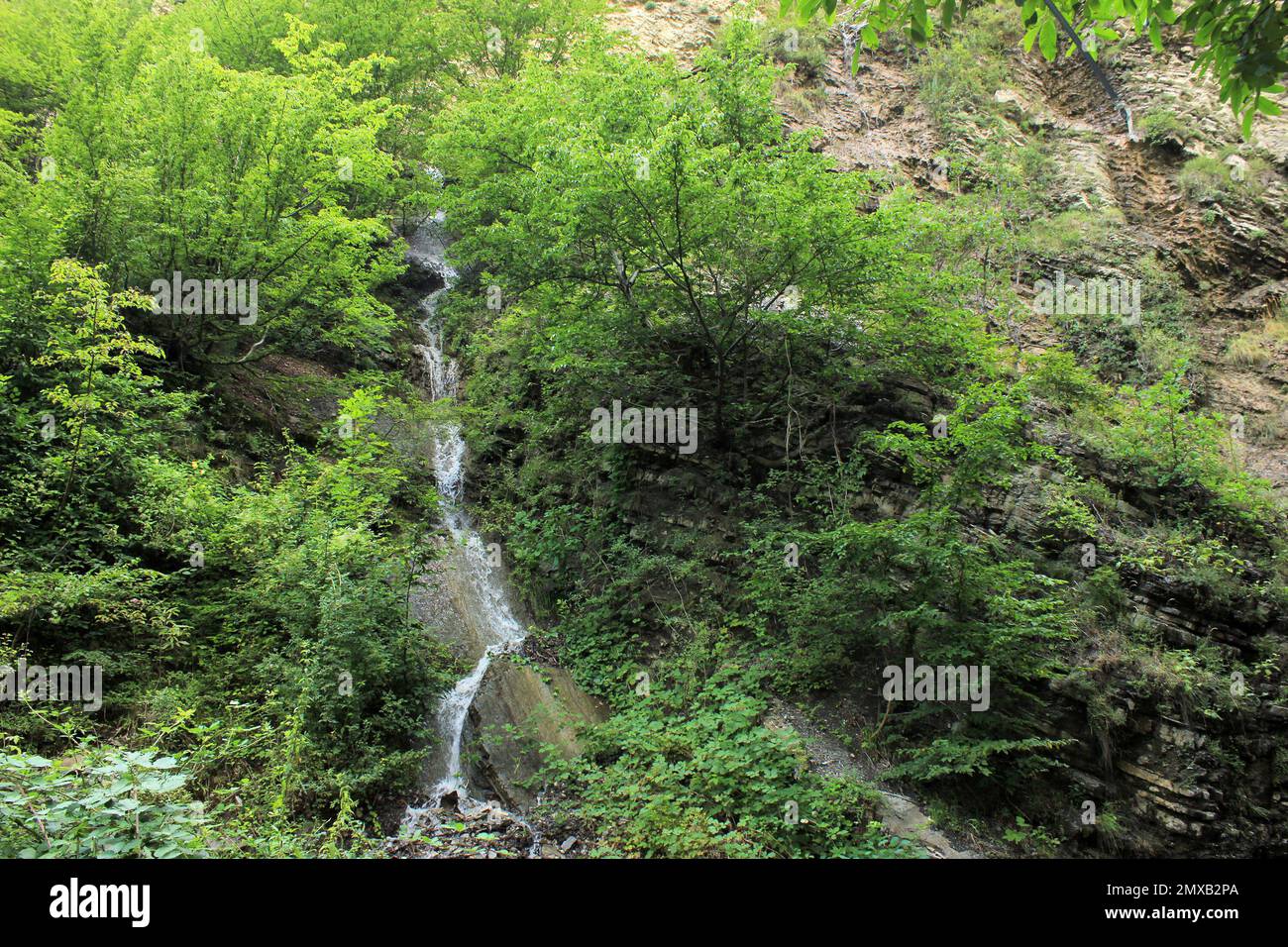 Beautiful clean streams from the mountains in the forest Stock Photo ...