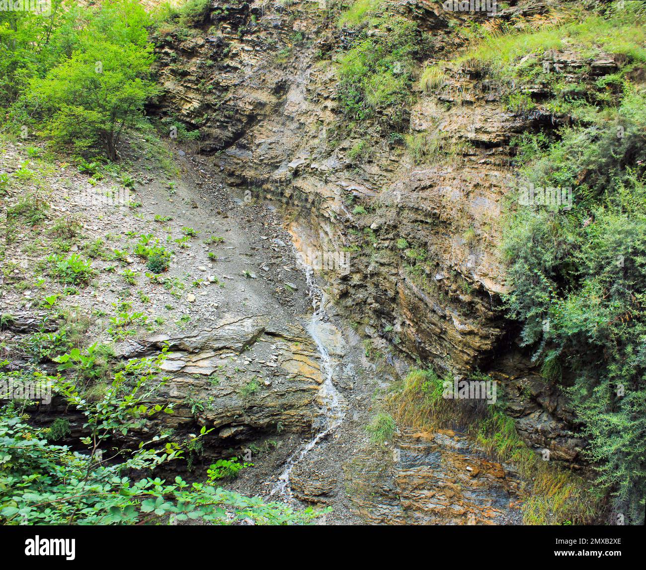Beautiful clean streams from the mountains in the forest Stock Photo ...