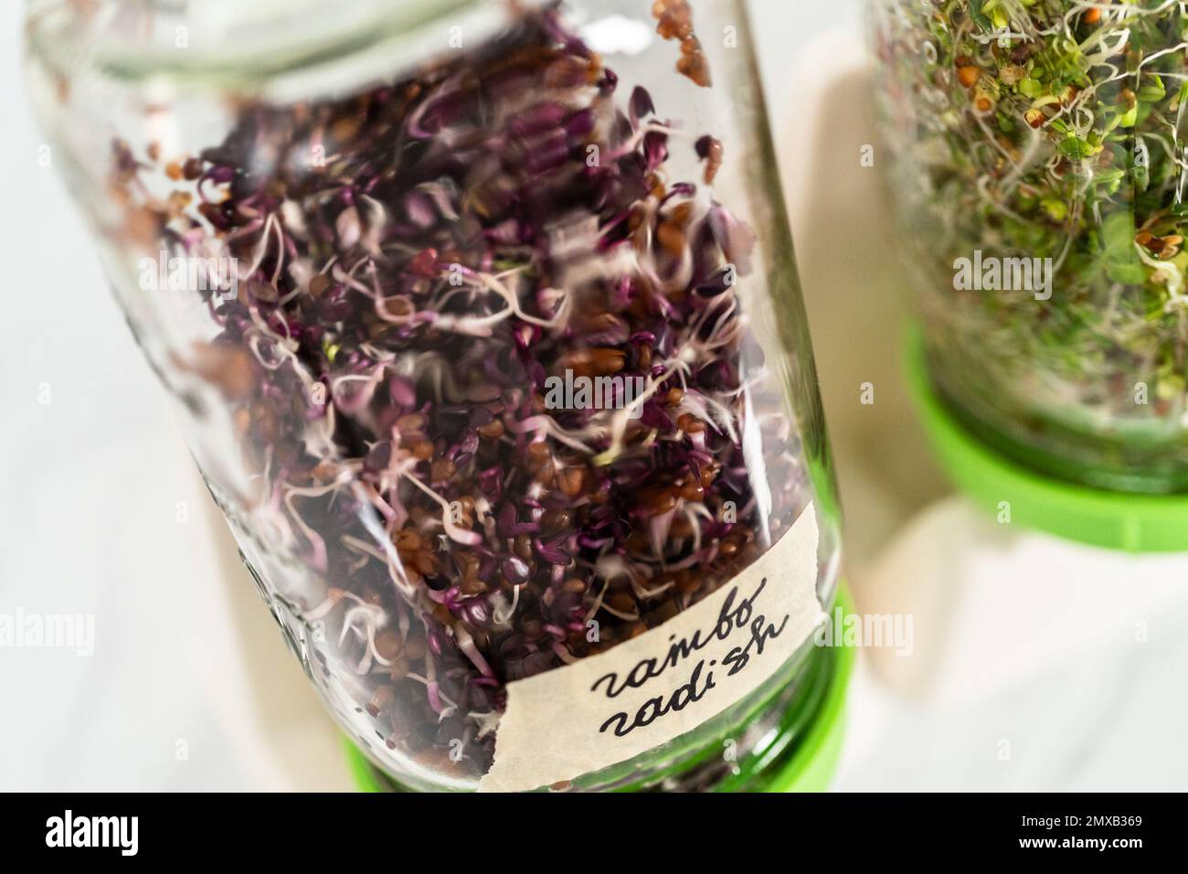 Growing sprouts in a jar Stock Photo - Alamy