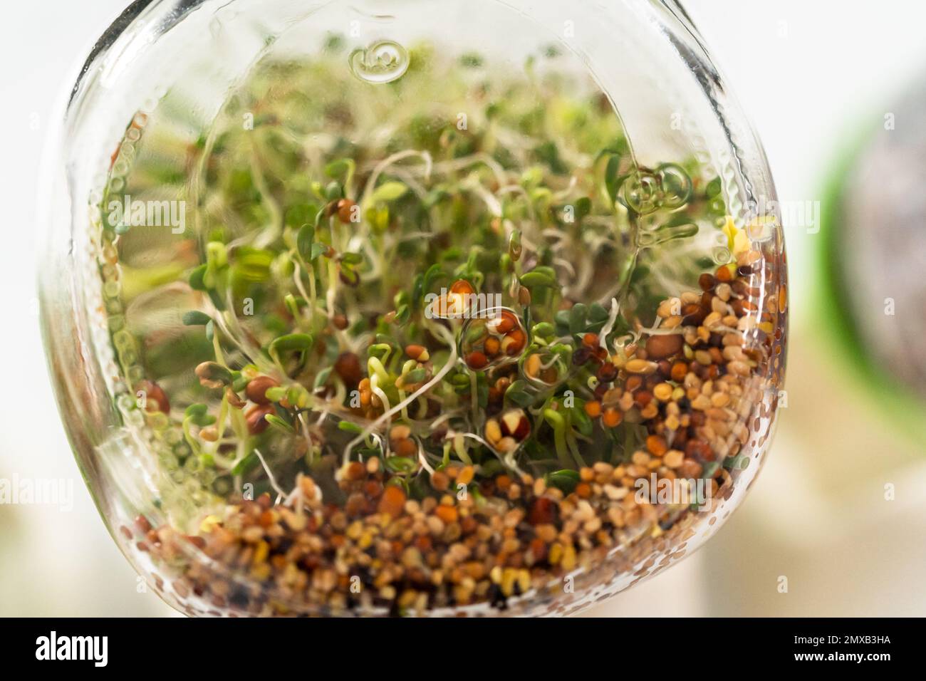 Growing sprouts in a jar Stock Photo - Alamy
