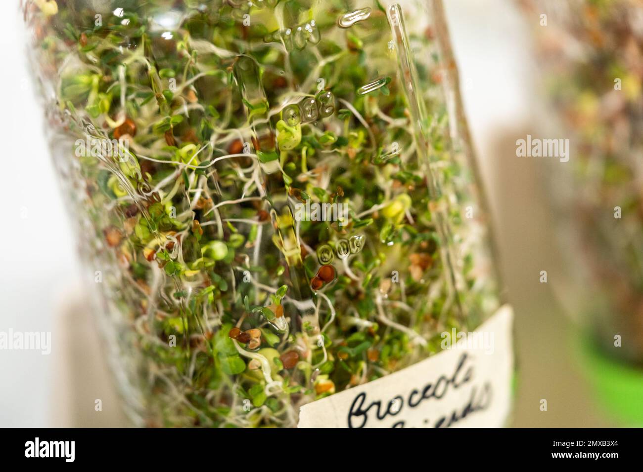 Growing sprouts in a jar Stock Photo - Alamy