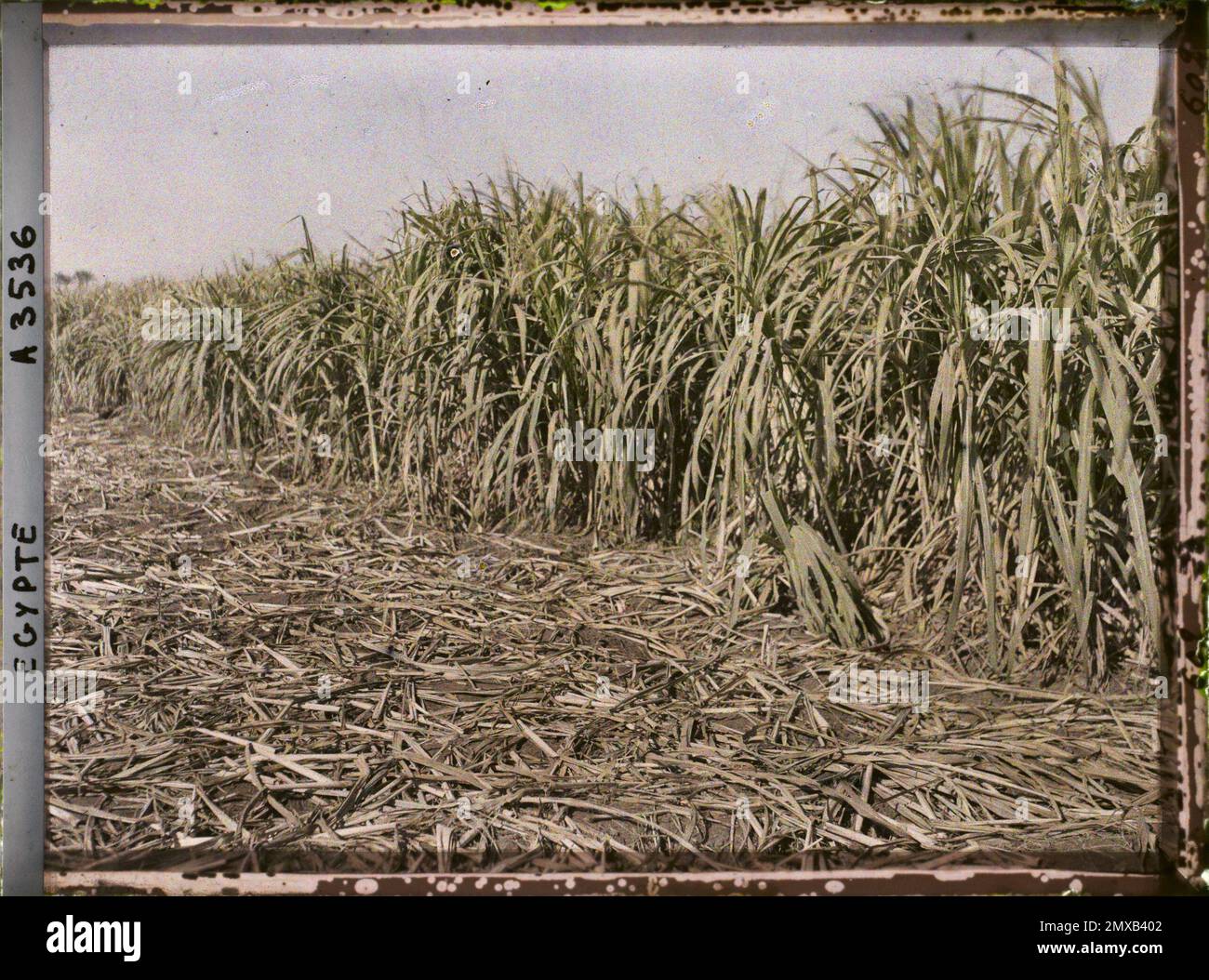 Surroundings of Cairo, Egypt, Africa sugar cane plantation , 1914 ...