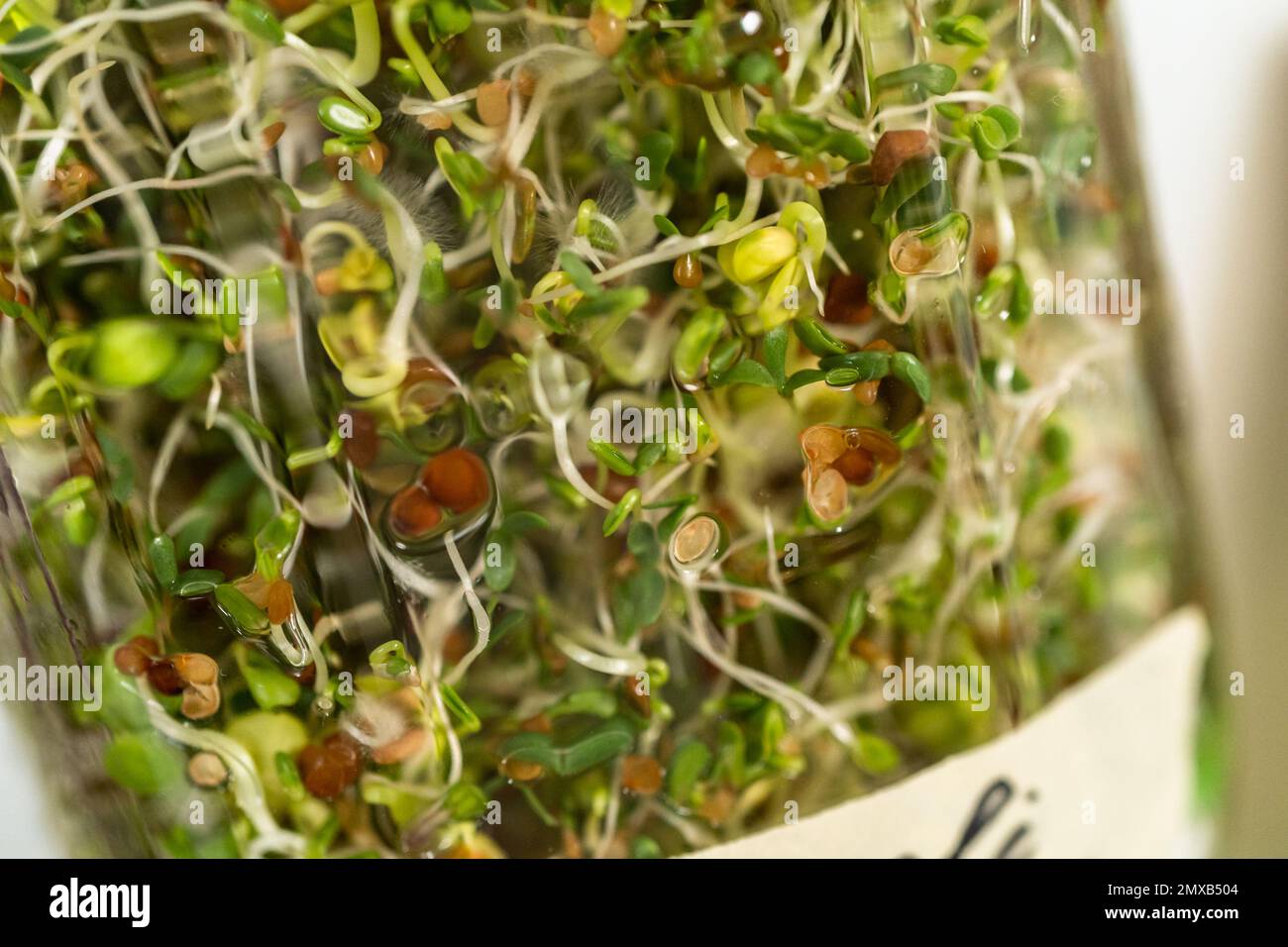Growing sprouts in a jar Stock Photo - Alamy