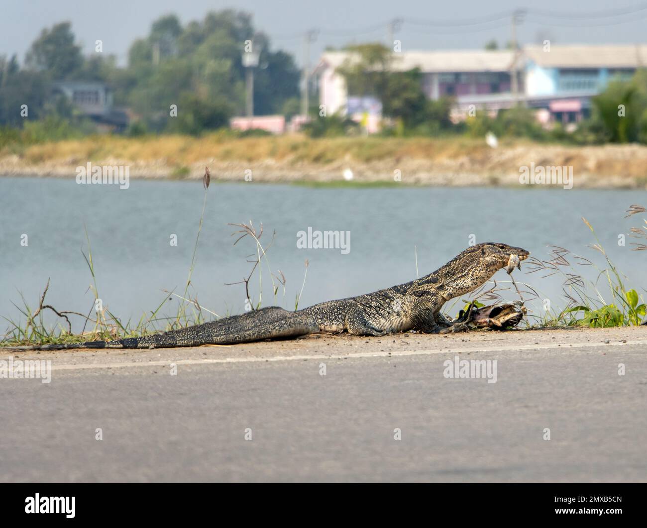 A lizard The Asian water monitor (Varanus salvator) eats a carcass on ...