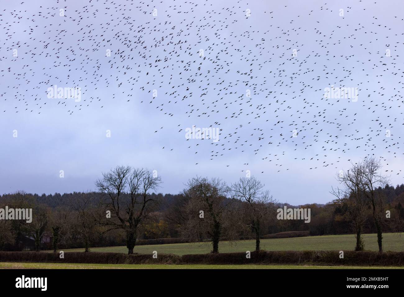 Starlings [ Sturnus vulgaris ] in murmuration over trees and fields ...