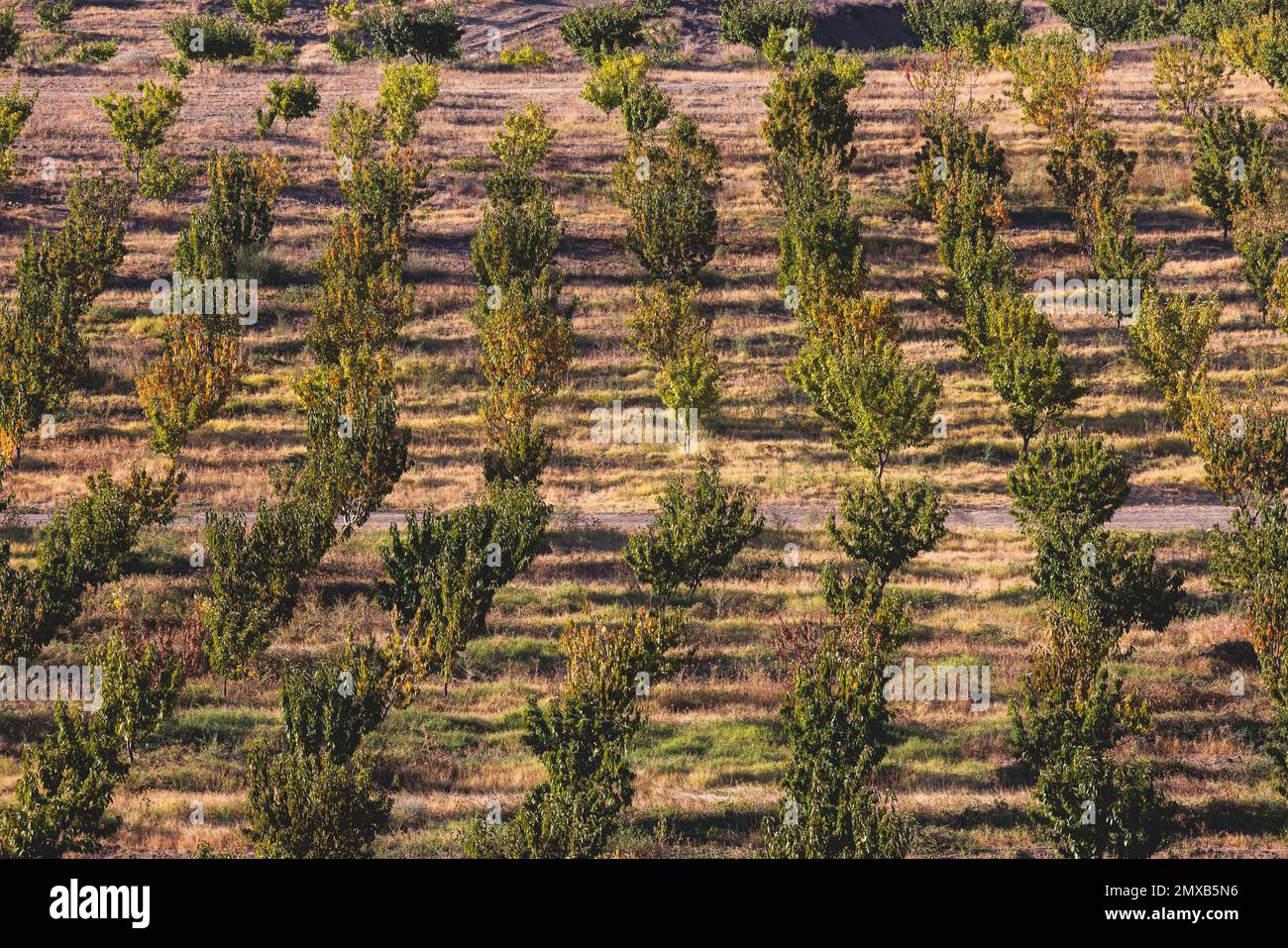 Almond trees plantation growing in mountains, almond tree grove in a ...