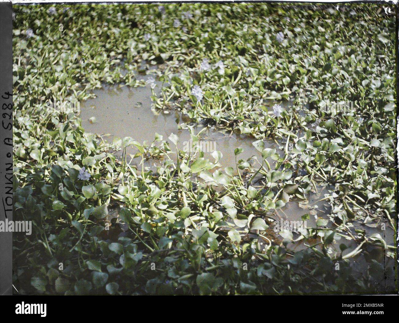 Tonkin, Indochina of blue water lilies on a pond , Léon Busy in ...
