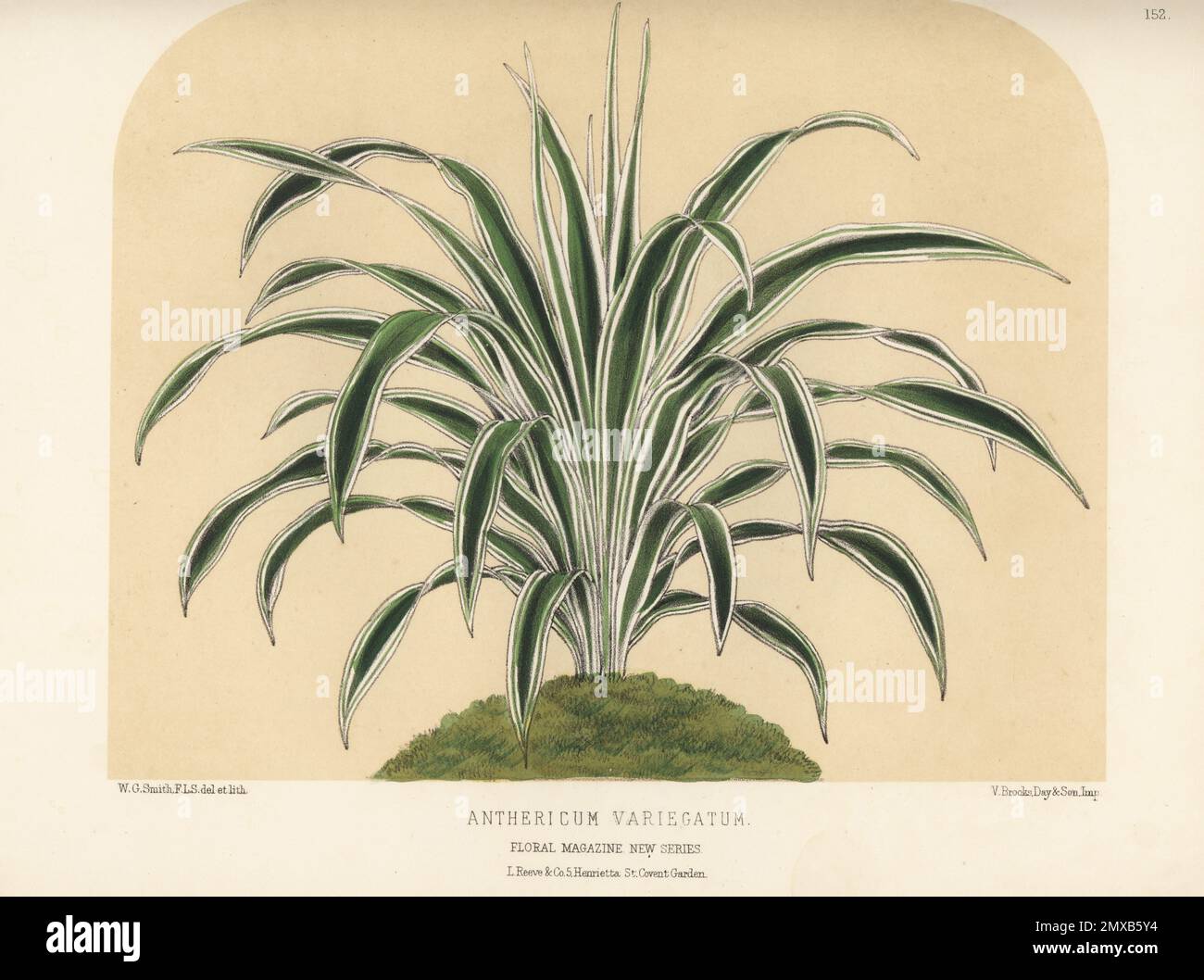 Spider plant, Chlorophytum species. As Anthericum variegatum or ...