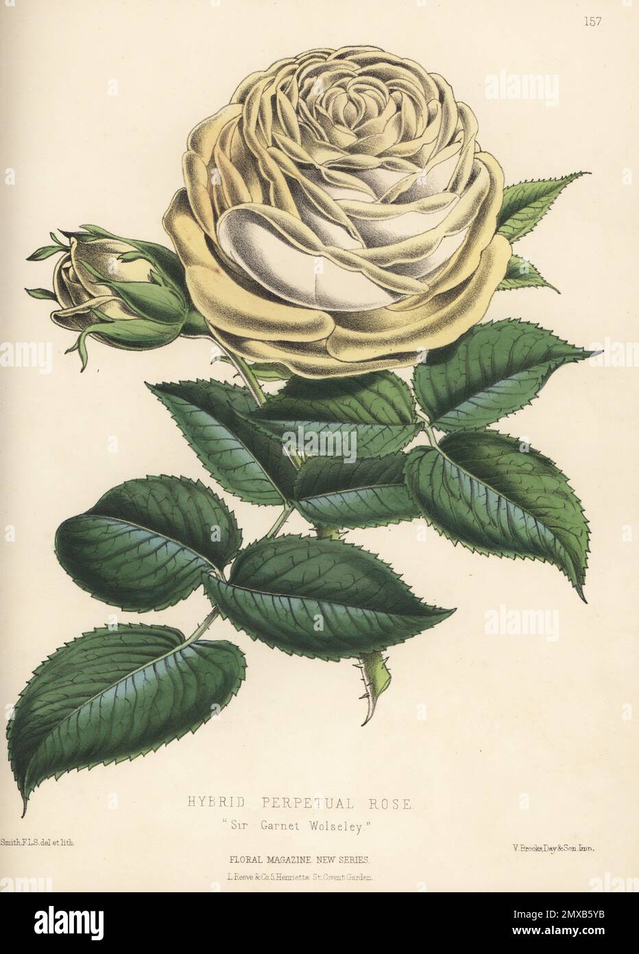 Hybrid perpetual rose, Sir Garnet Wolseley. A seedling raised from ...