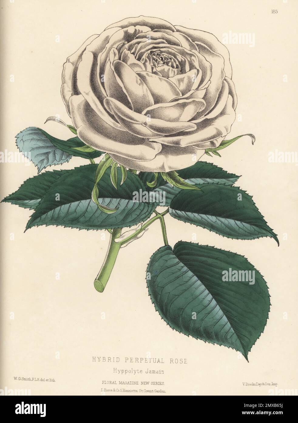 Hybrid perpetual rose, Hyppolyte Jamain. Grown by Henry Bennett, Manor ...
