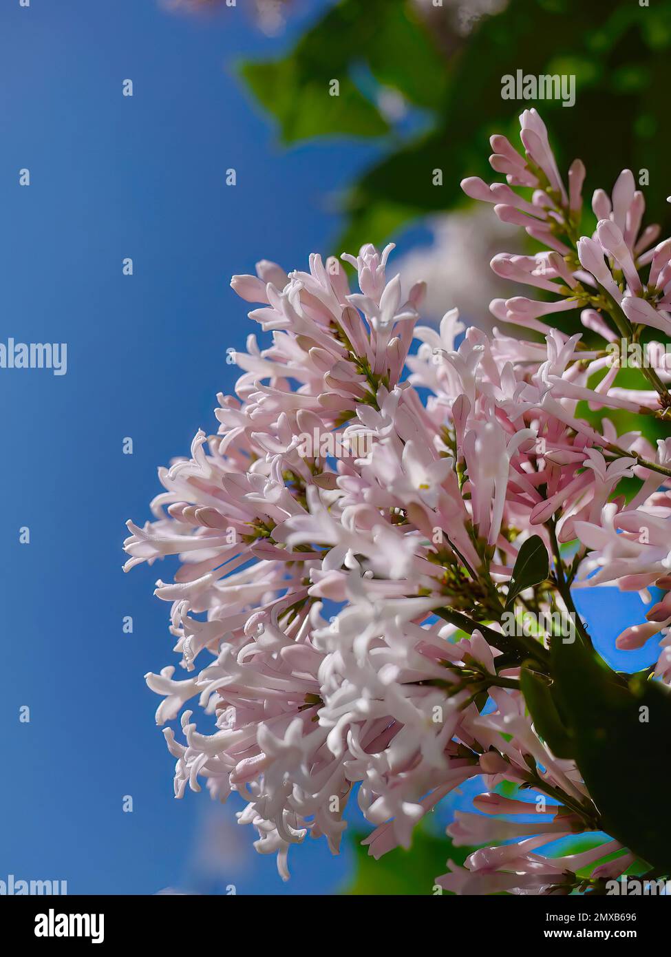 Low angle view of Pastel pink persian lilac, syringa persica bouquet ...