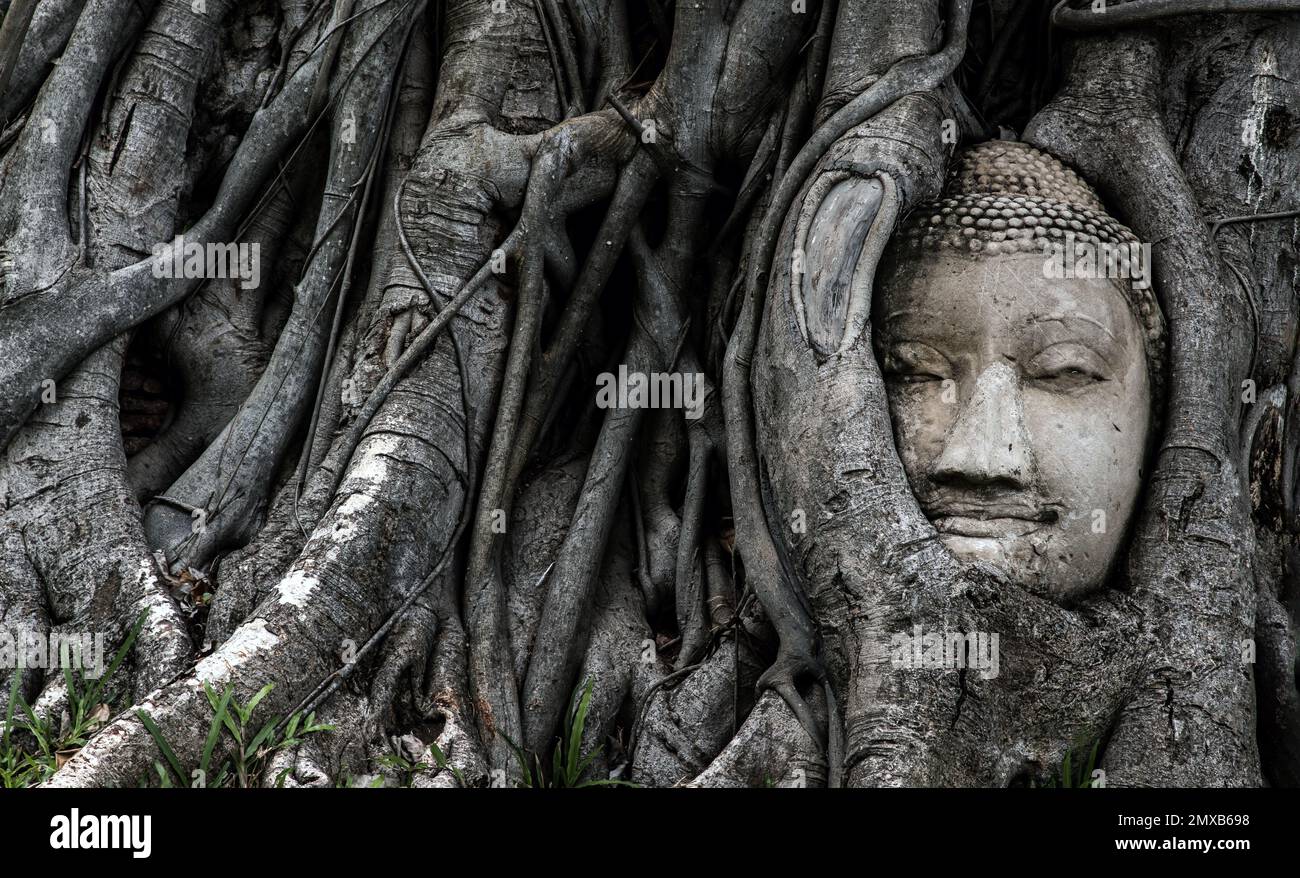 Aytthaya, Thailand, 22 Aug 2020 : Ancient buddha head embedded in a ...