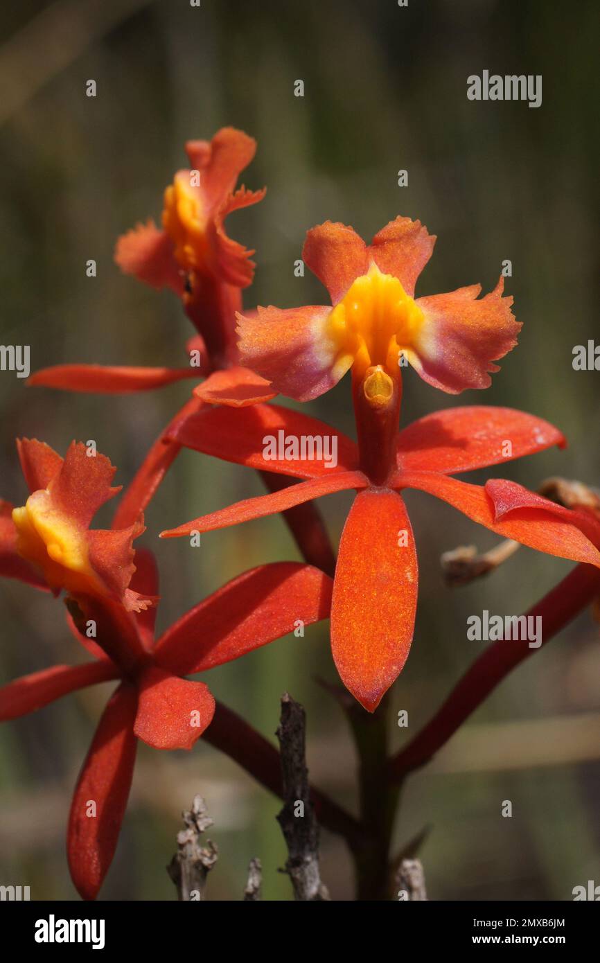Orange orchid flower of Epidendrum radicans, in natural habitat on ...
