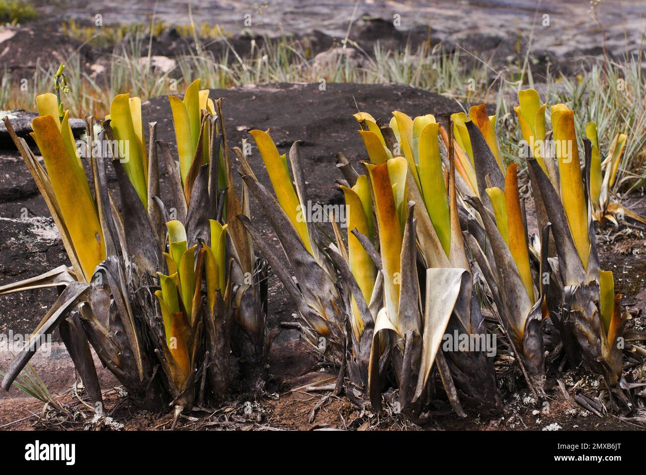 Pitchers of Brocchinia reducta, a carnivorous bromeliad, in nature on ...