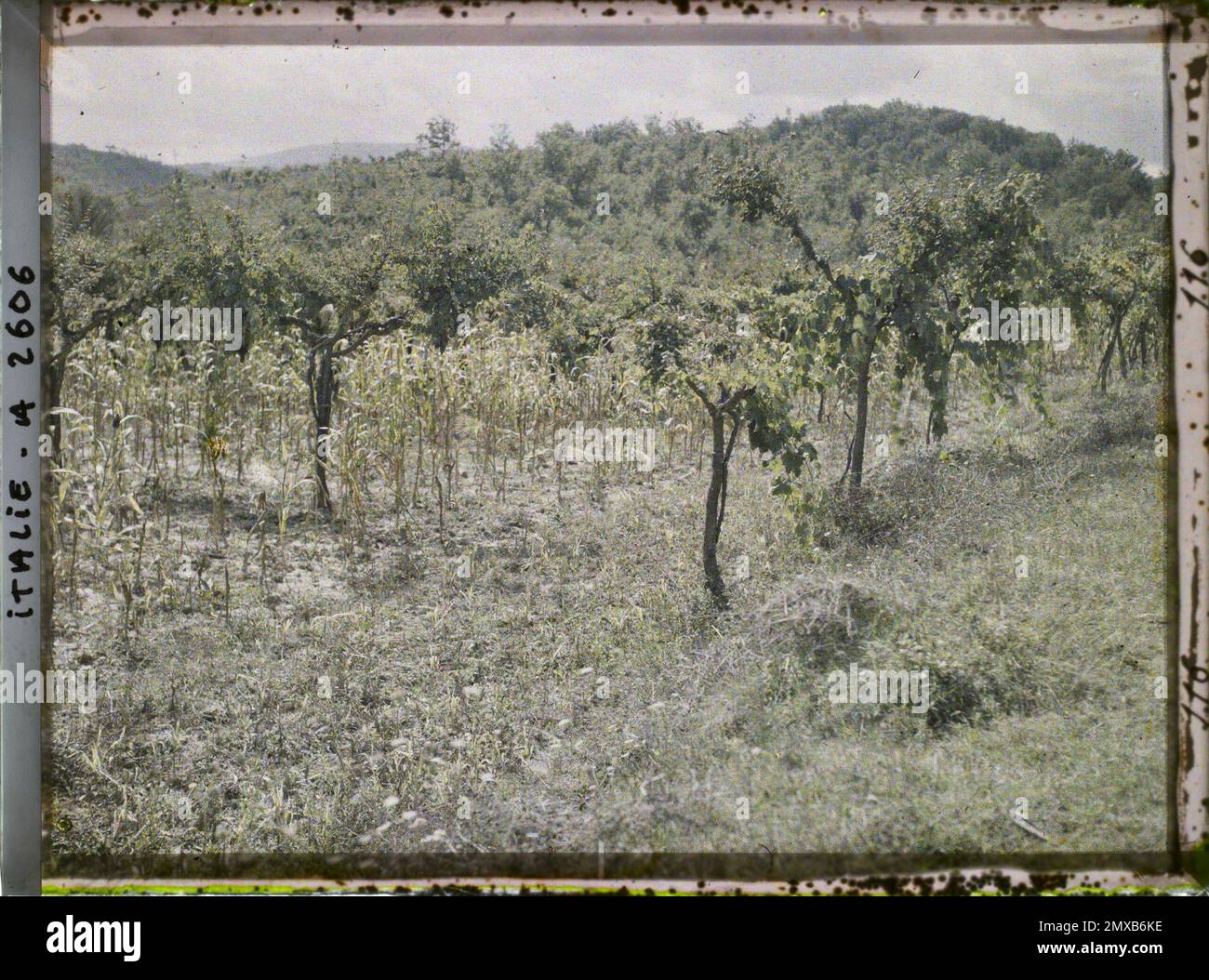 Certaldo, Italy Culture of vines and corn plants , 1913 - Balkans ...