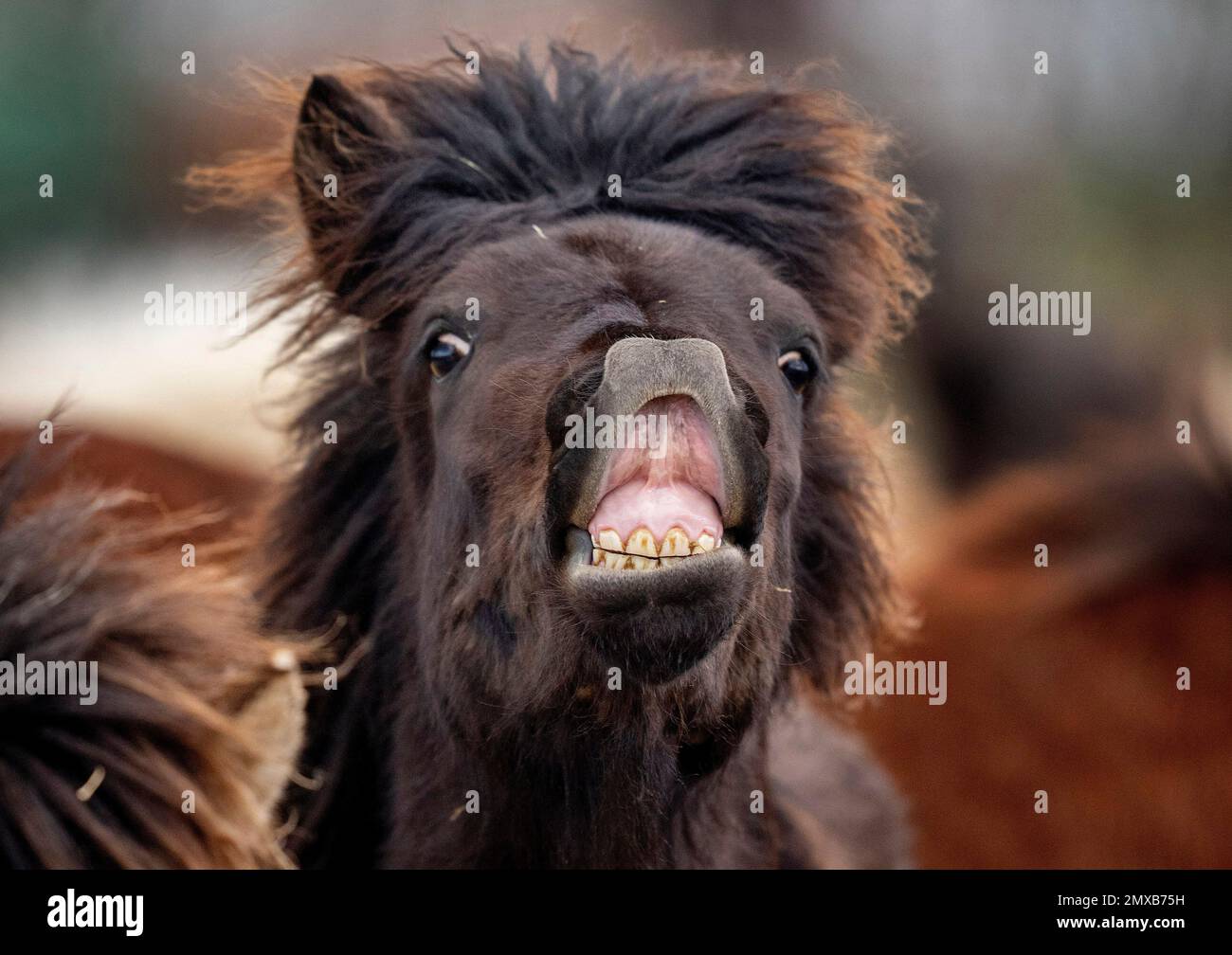 An Icelandic horse grimaces at a stud farm in Wehrheim near Frankfurt ...