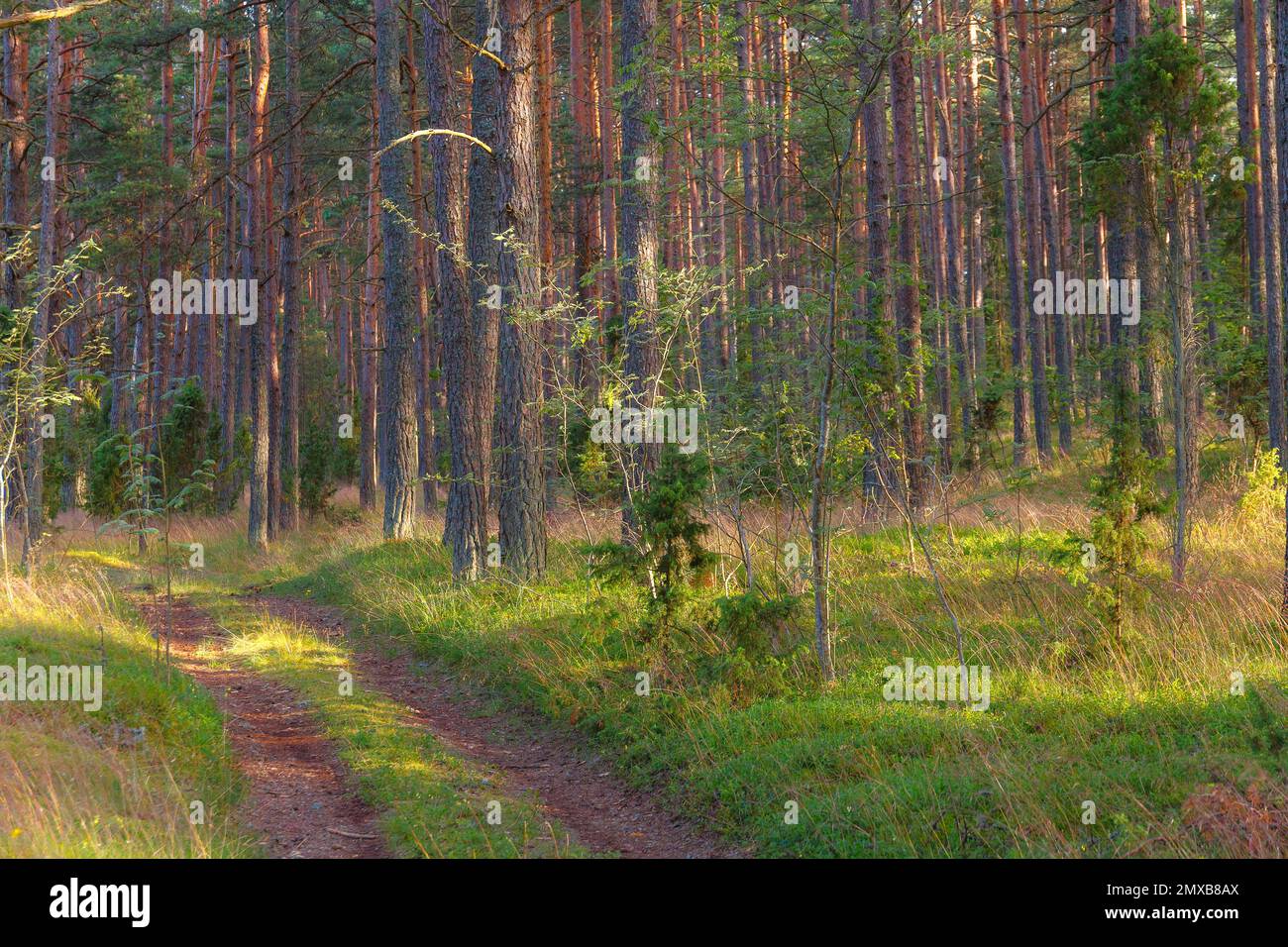A beautiful natural pine forest in Northern Europe Stock Photo - Alamy