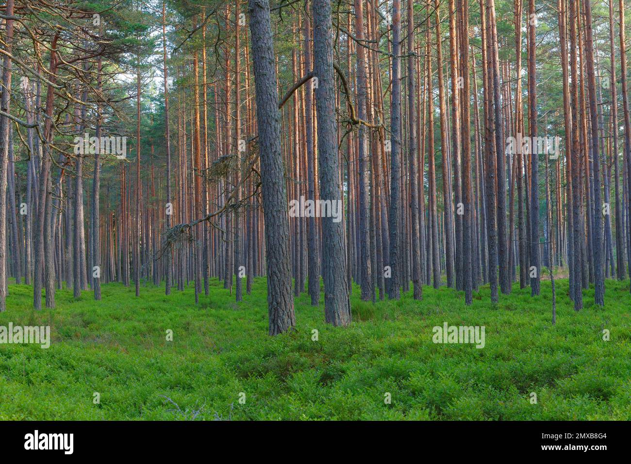 A beautiful natural pine forest in Northern Europe Stock Photo - Alamy