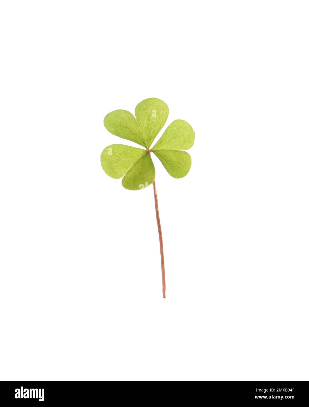 Fresh clover leaf isolated on white. St. Patrick's Day celebration ...