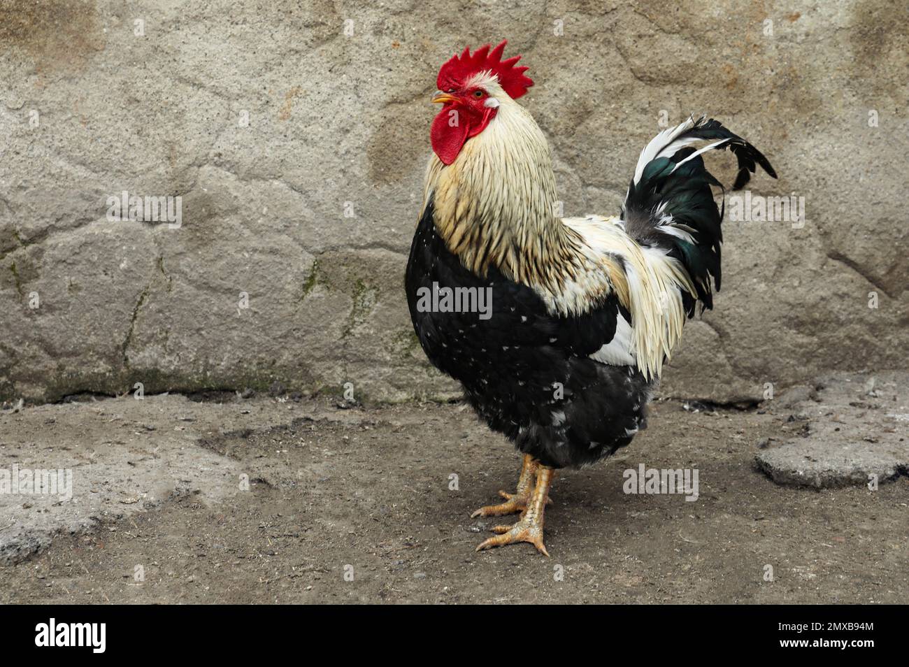 Big beautiful rooster in yard. Domestic animal Stock Photo - Alamy