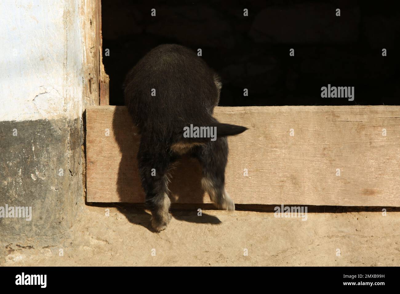 Black stray puppy crawling into kennel. Baby animal Stock Photo - Alamy