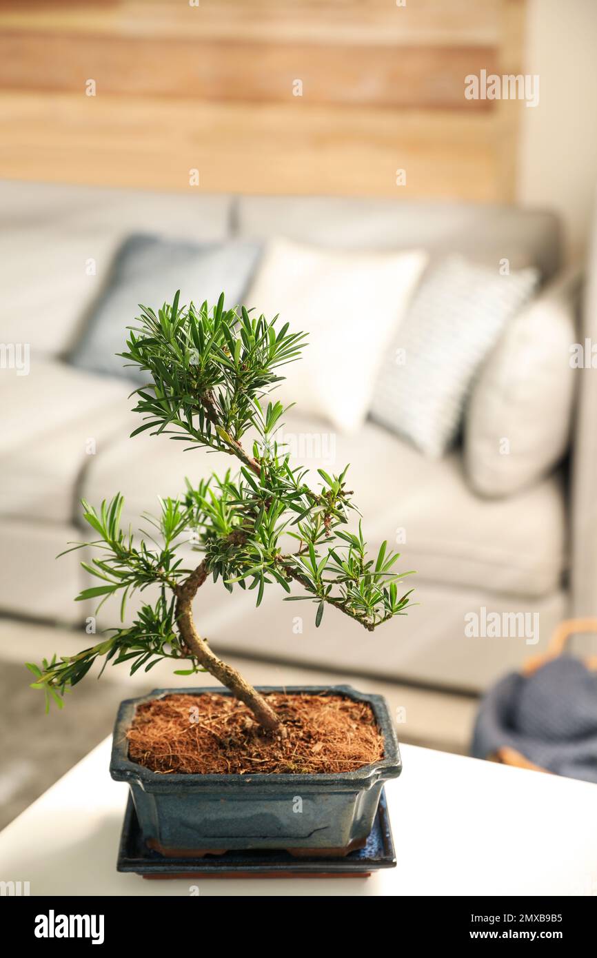 Japanese bonsai plant on table in living room. Creating zen atmosphere ...