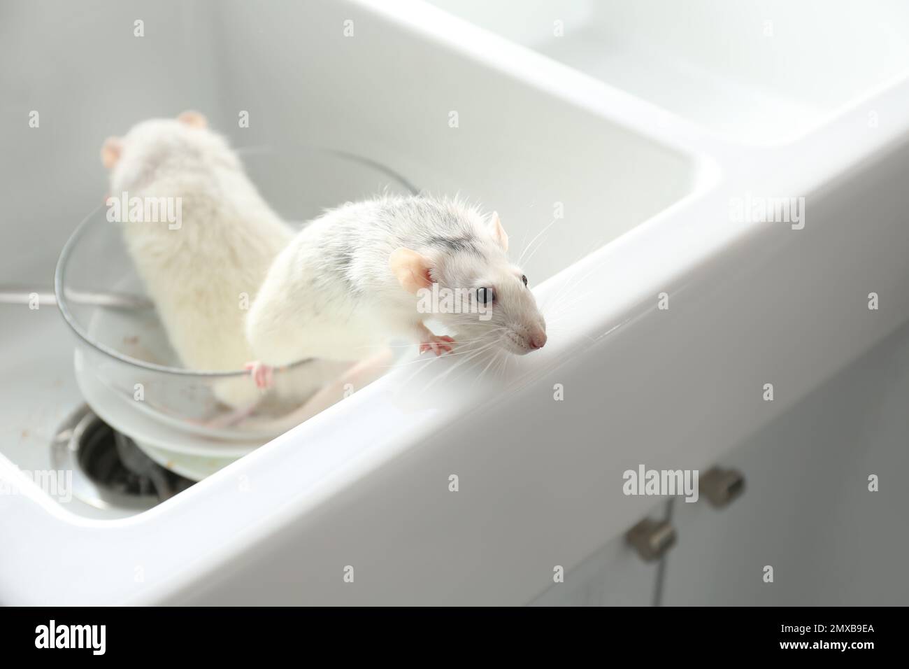 Rats and dirty dishes in kitchen sink. Pest control Stock Photo - Alamy
