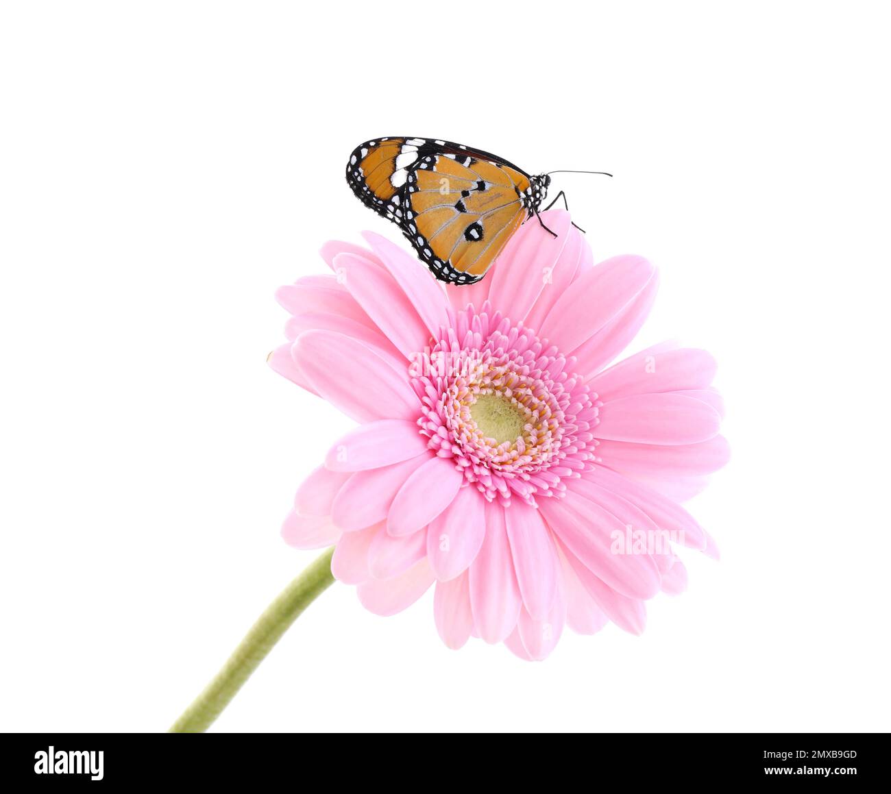 Flower with beautiful painted lady butterfly isolated on white Stock ...