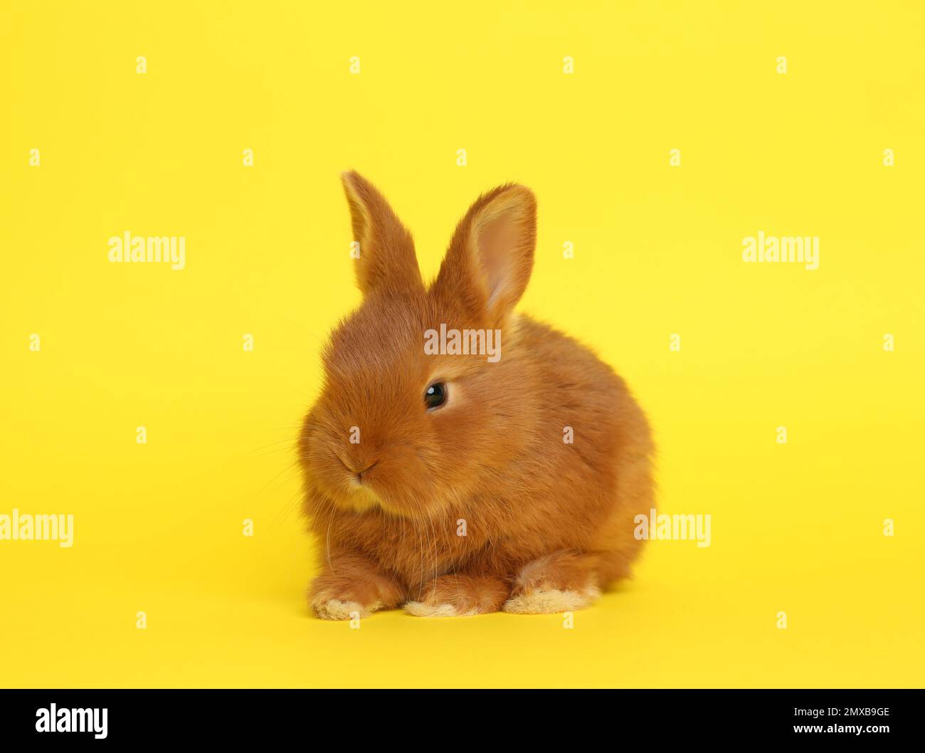 Adorable fluffy bunny on yellow background. Easter symbol Stock Photo ...