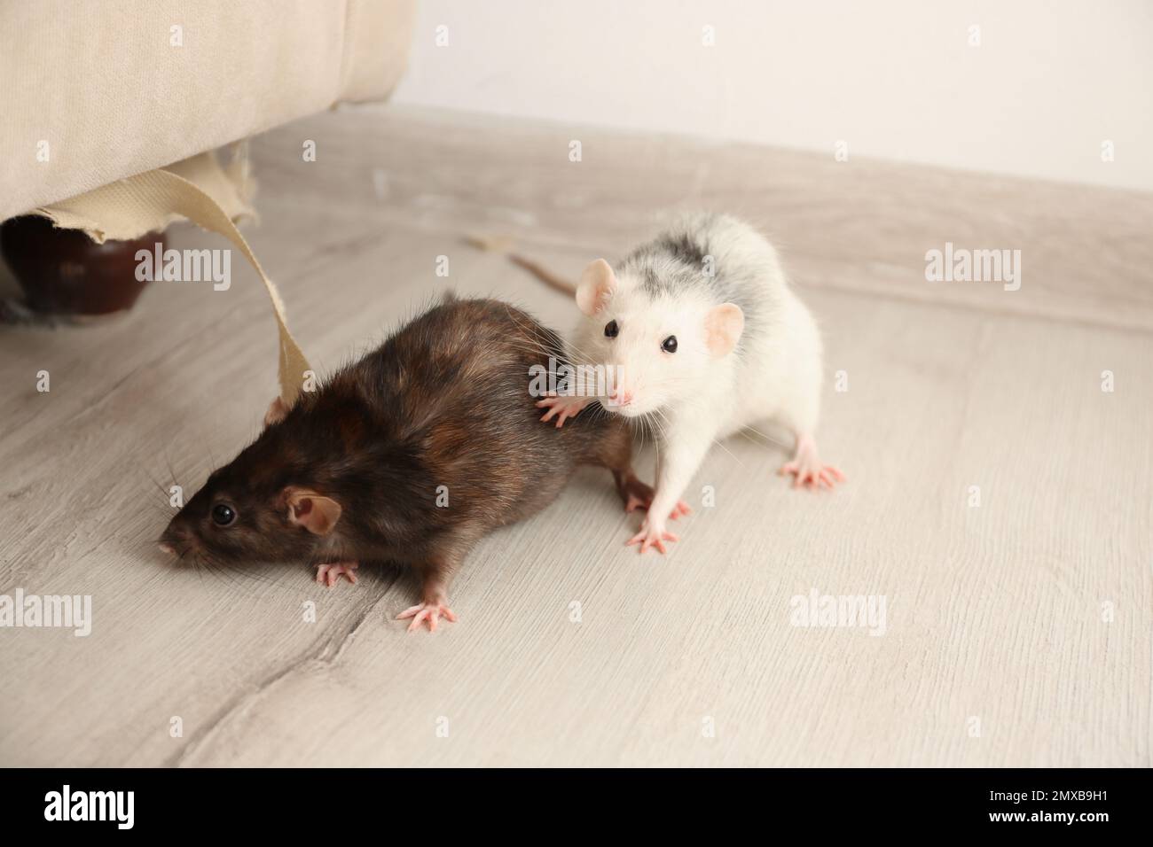 Rats near damaged furniture indoors. Pest control Stock Photo - Alamy
