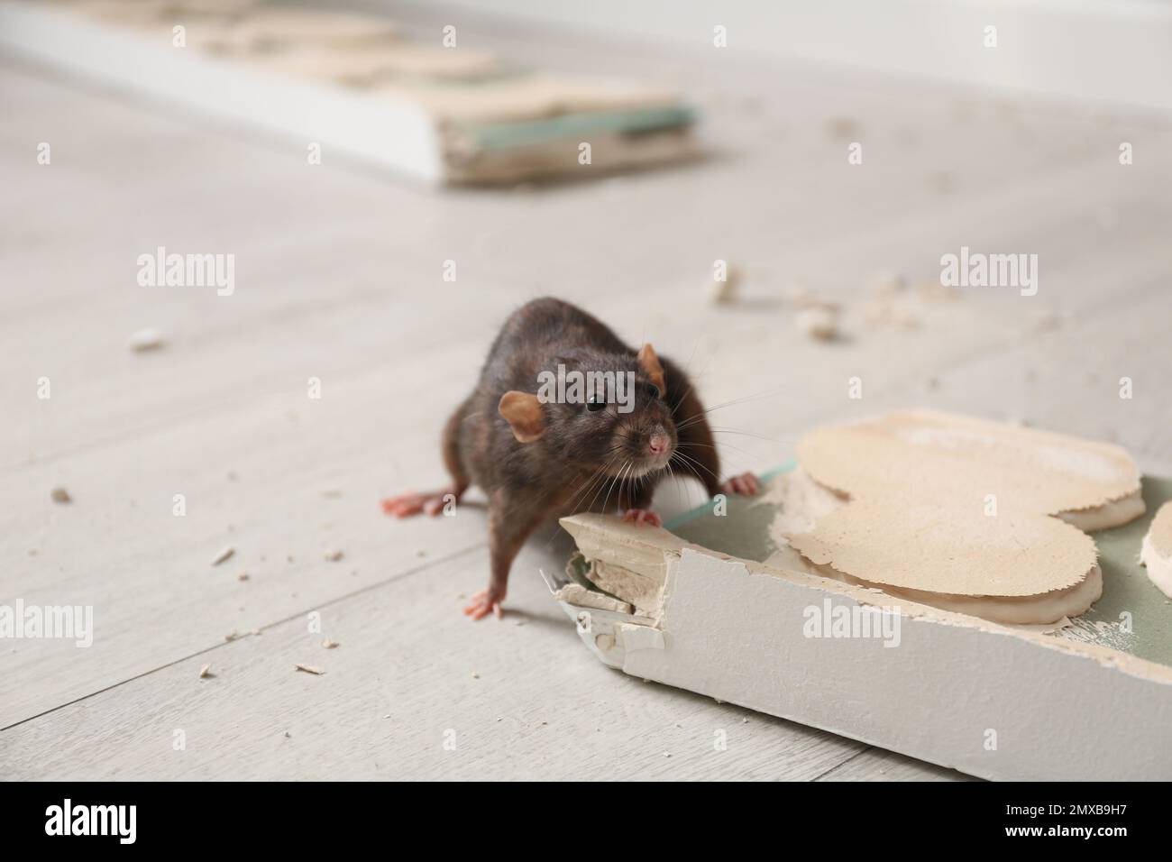 Brown rat gnawing baseboard indoors. Pest control Stock Photo - Alamy