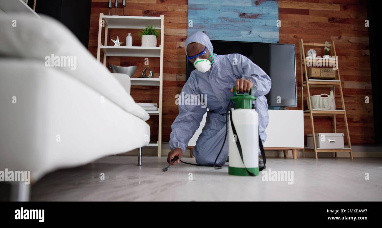 Exterminate Pest Termites In Living Room Service Stock Photo - Alamy