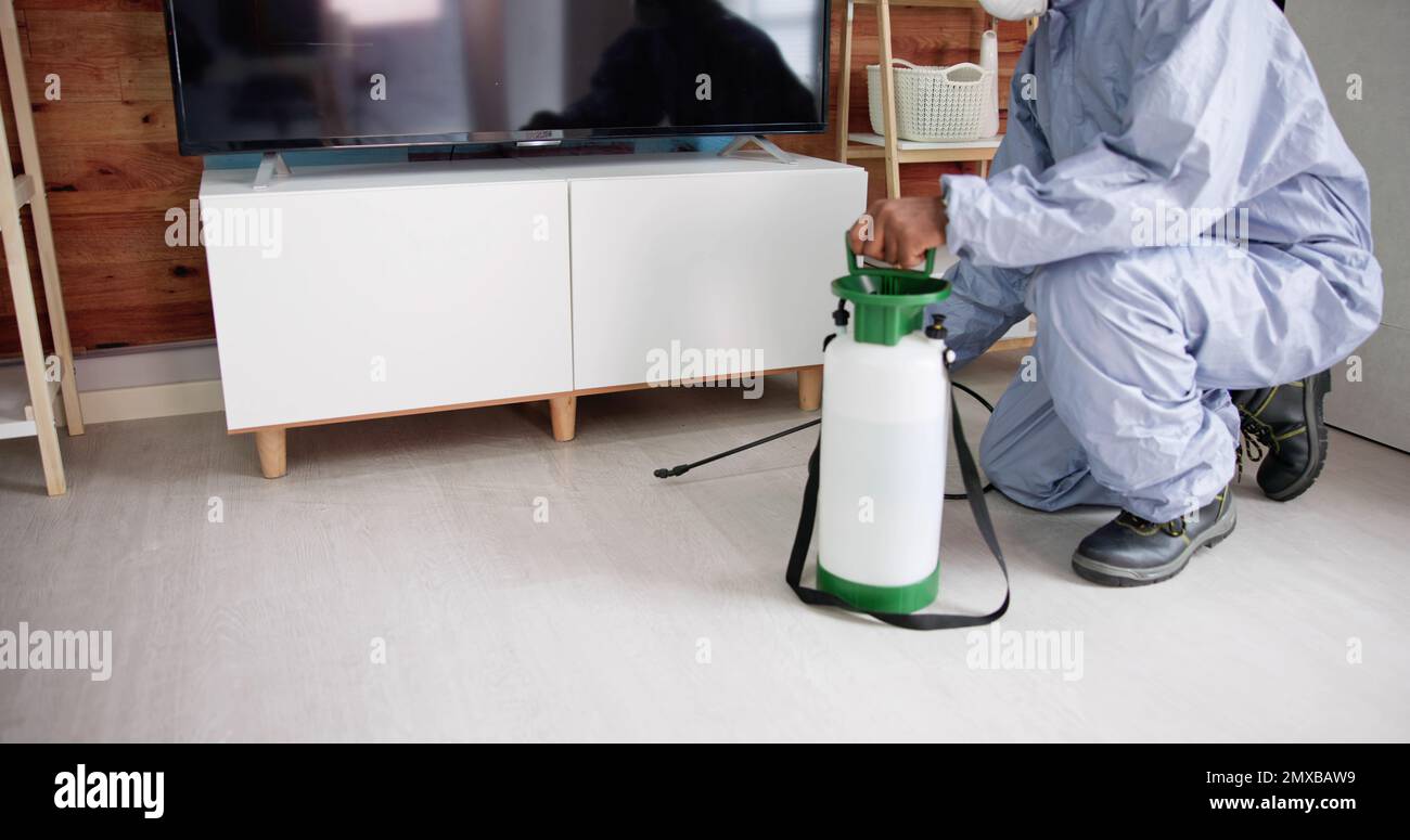 Exterminate Pest Termites In Living Room Service Stock Photo - Alamy