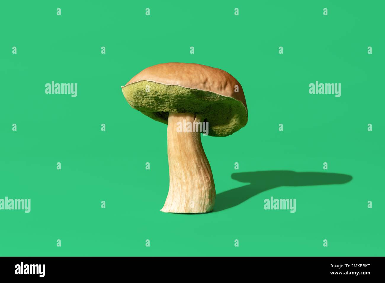 Wild edible mushroom, minimalist on a green table. Boletus edulis fungi ...