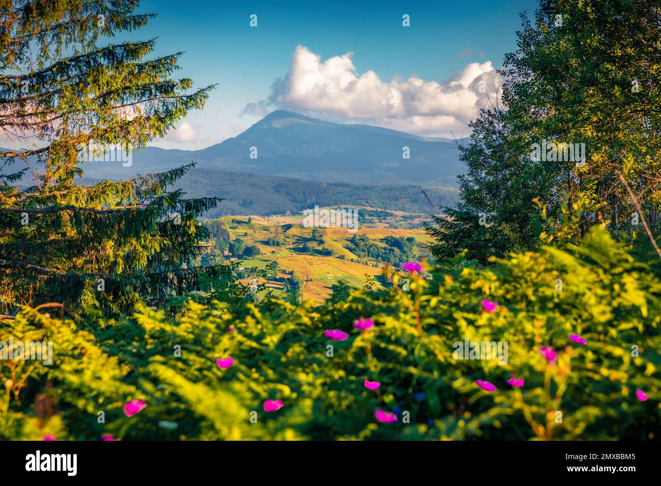 Beautiful summer scenery. Amazing summer summer scene with Petros peak ...