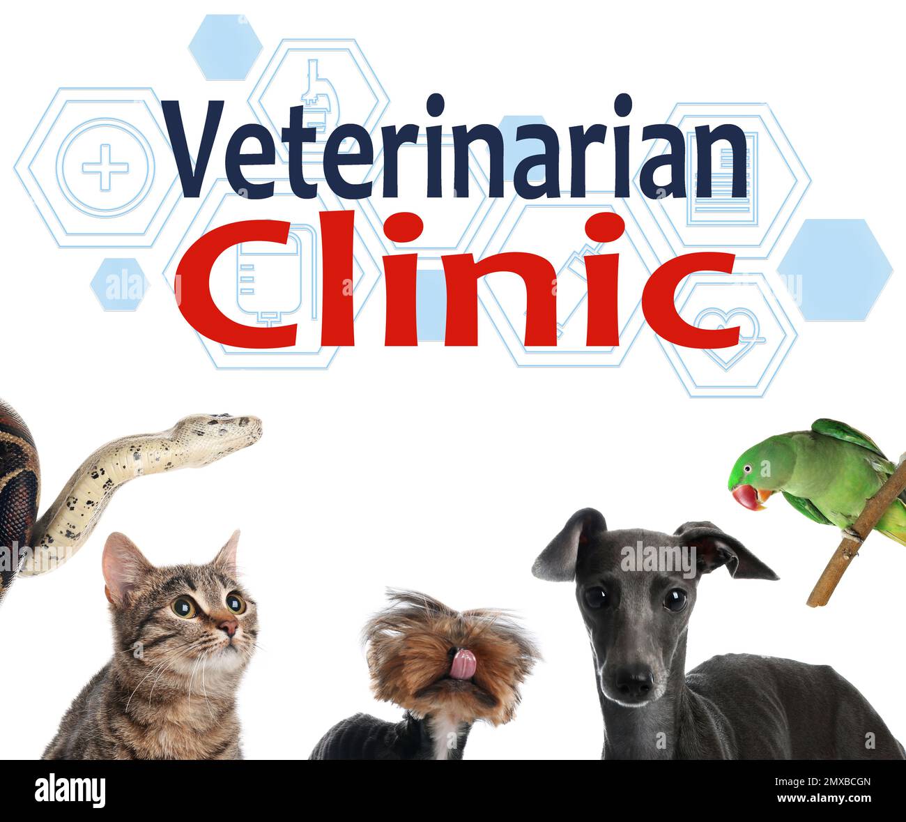 Collage with different cute pets and text Veterinarian Clinic on white ...