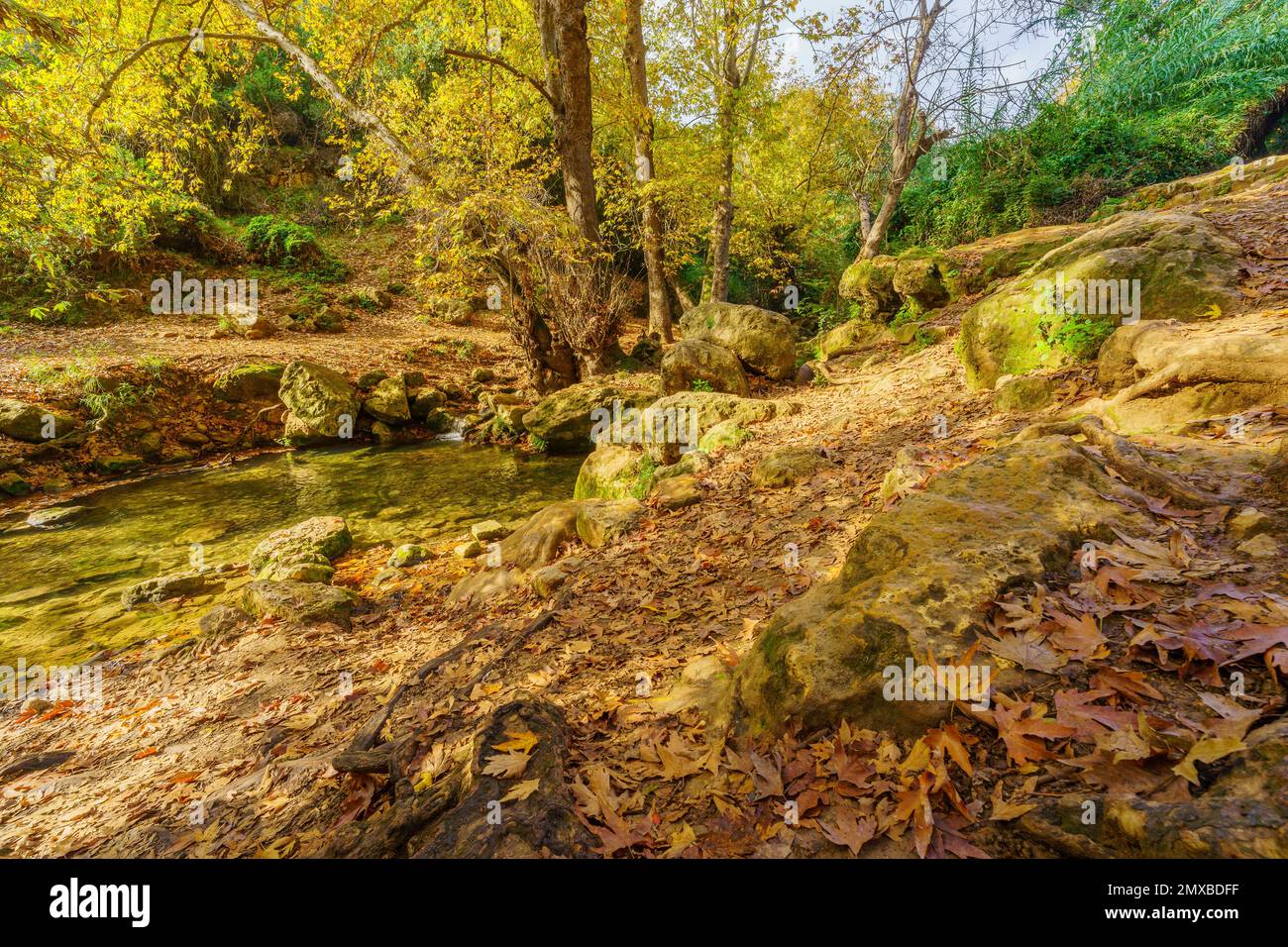 View of rocks, trees, water stream and fall foliage, in the Amud Stream ...