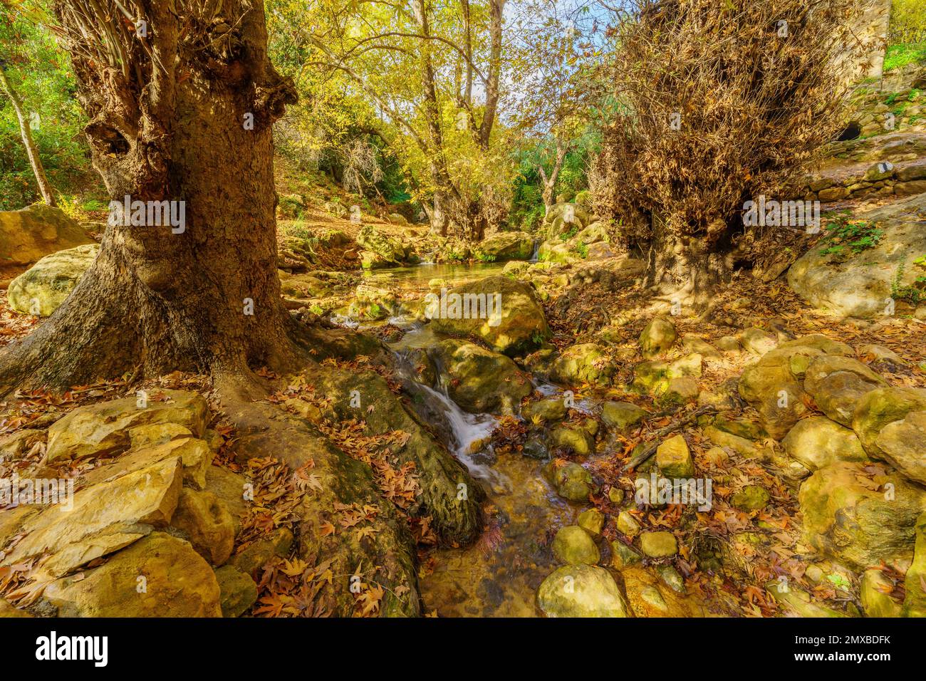 View of rocks, trees, water stream and fall foliage, in the Amud Stream ...