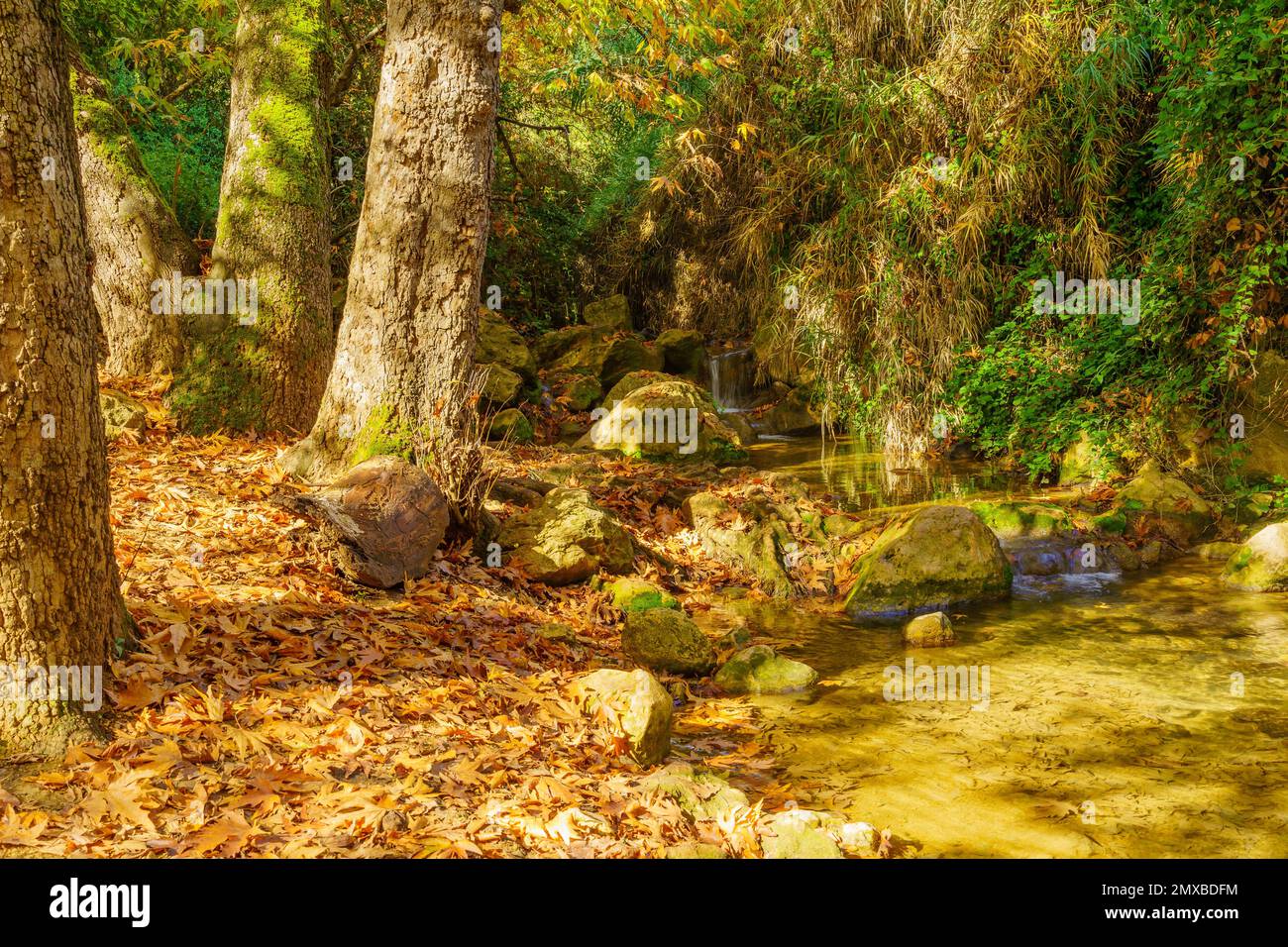 View of rocks, trees, water stream and fall foliage, in the Amud Stream ...