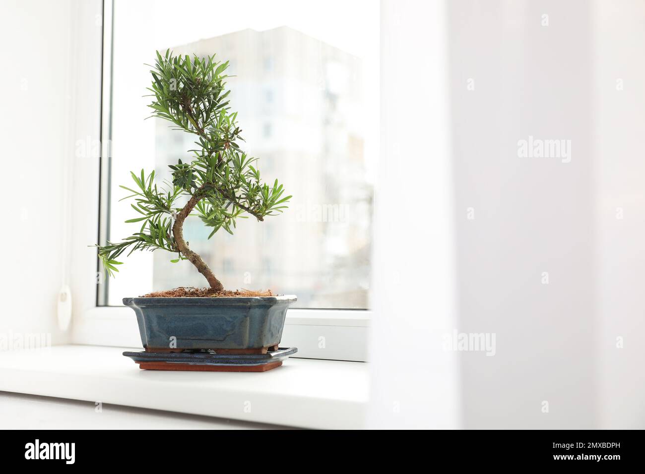 Japanese bonsai plant on window sill. Creating zen atmosphere at home ...