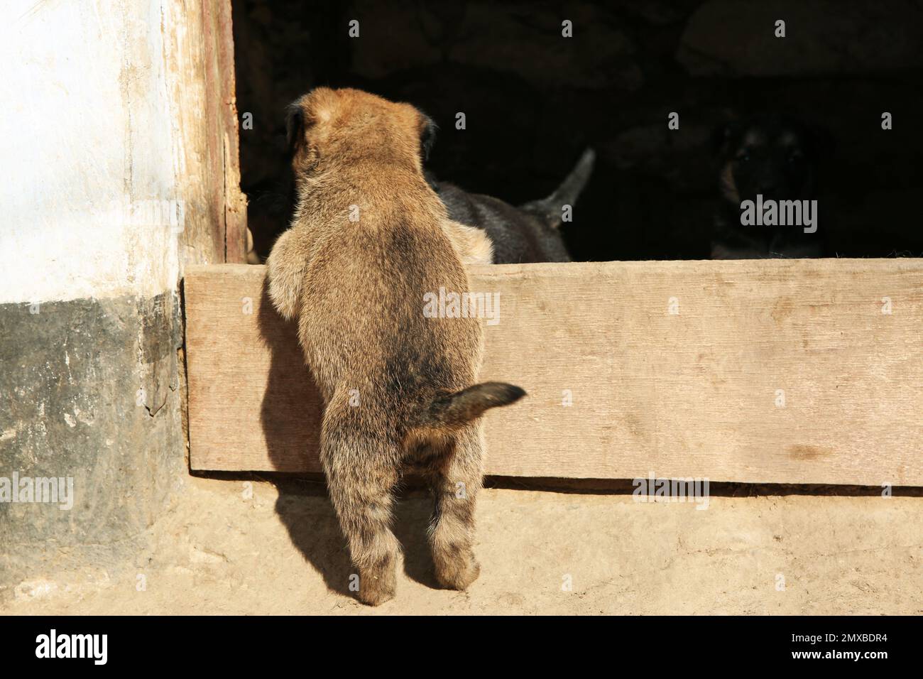 Stray puppy crawling into kennel. Baby animal Stock Photo - Alamy
