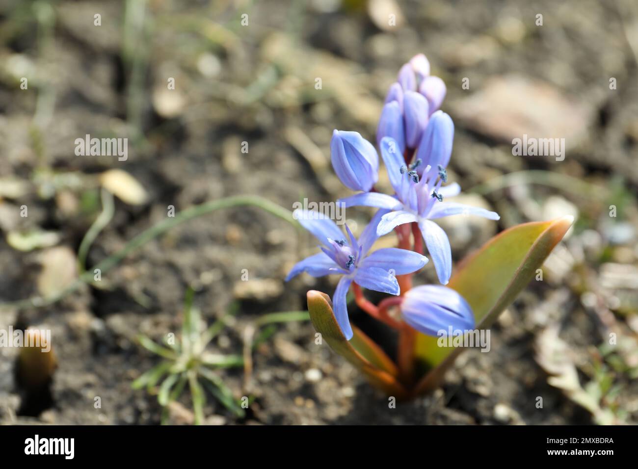 Beautiful lilac alpine squill hi-res stock photography and images - Alamy