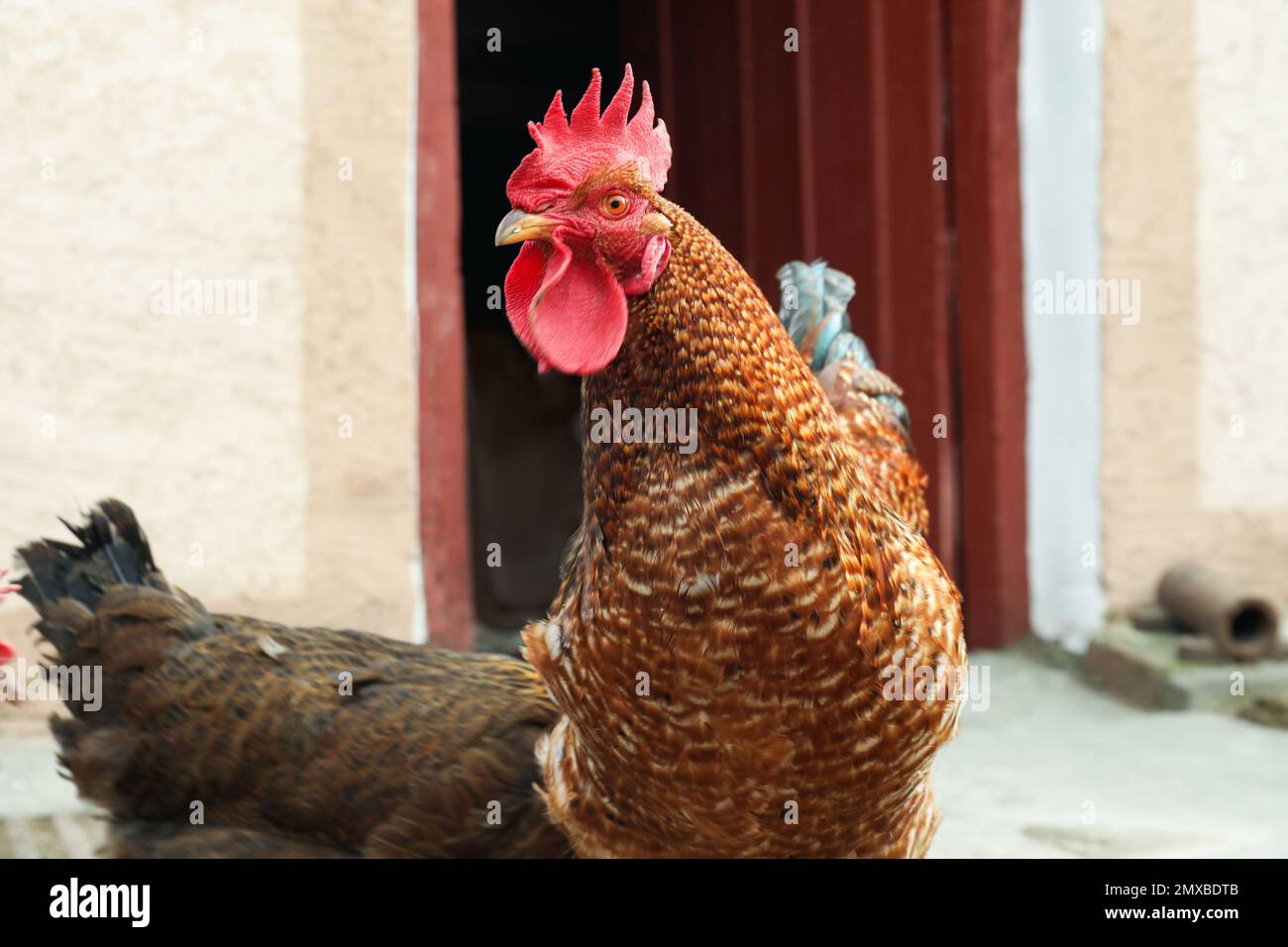 Big red rooster in yard. Domestic animal Stock Photo - Alamy