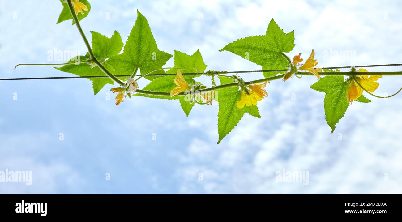 Natural cucumber grows in a greenhouse. Growing fresh vegetables on sky ...